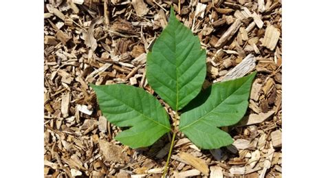 Poison Ivy The Garden Scoop Illinois Extension Uiuc