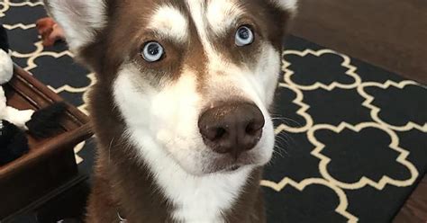 Husky Album On Imgur