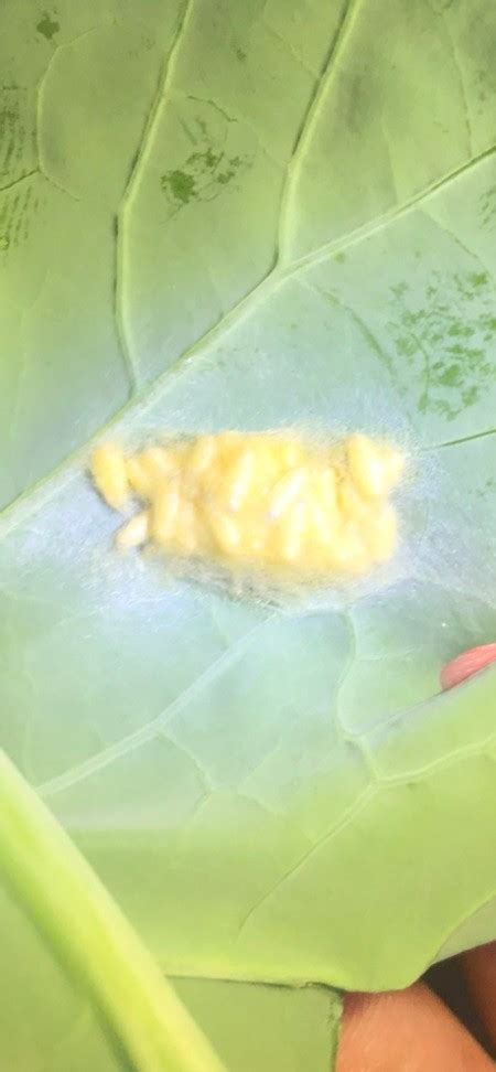 Identifying Insect Eggs Thriftyfun
