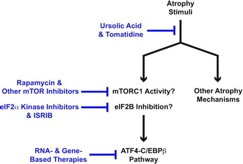 Biology Of Activating Transcription Factor ATF And Its Role In Skeletal Muscle Atrophy PMC
