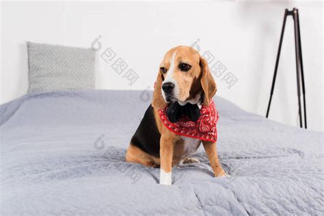 悲伤比格犬图片 包图网企业站