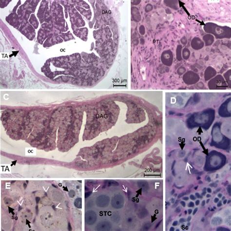 Histological Sections Of Epinephelus Marginatus During The Beginning Of