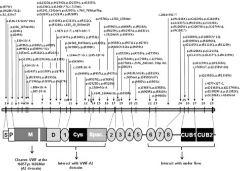 Adamts13 Mutation Responsible For Congenital Ttp The Upper Part Of The
