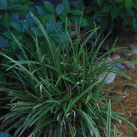 Carex Morrowi Ice Dance Ice Dance Sedge Hima Nursery