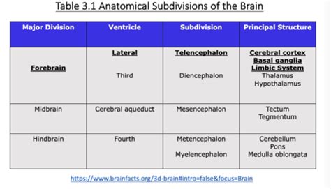 1c Anatomical Structures Of The Cns Flashcards Quizlet
