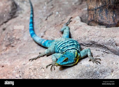 The Baja Blue Rock Lizard Is A Species Of Large Diurnal Phrynosomatid