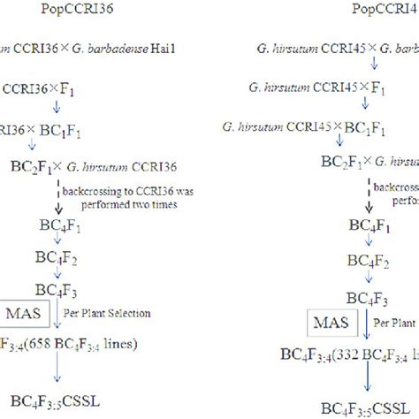 Graphical Genotypes Of The Chromosome Segment Substitution Lines