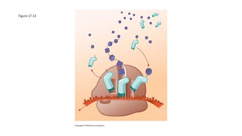 Diagram Of Biology Unit 3 Quizlet