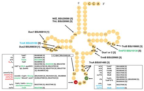Survey And Validation Of Trna Modifications And Their Corresponding