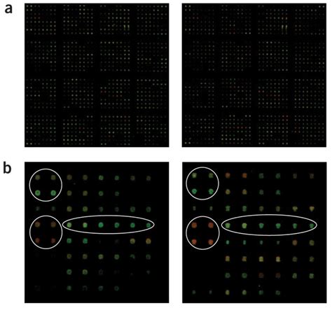 Reproducibility Of Autoantibody Profiles Between Experiments These Download Scientific Diagram