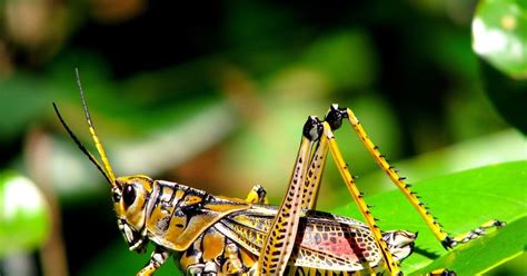 Grasshopper
