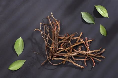 Zarzaparrilla Todos Los Artículos De Esta Planta De Raíces Medicinales