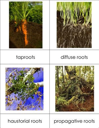 Types Of Roots Nomenclature From Montessori For Everyone