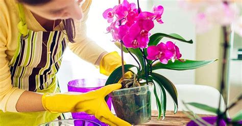 How To Make An Orchid Bloom Again Our 8 Essential Tips The Beginners