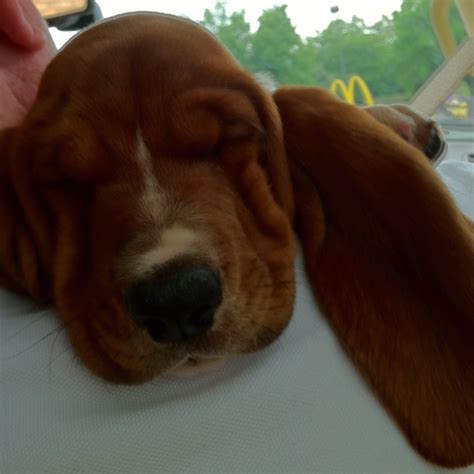 Who Can Resist Those Wrinkles Basset Hound Dog Basset Puppies