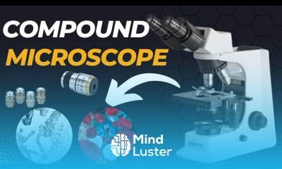 Learn Compound Microscope Parts And Functions Mind Luster