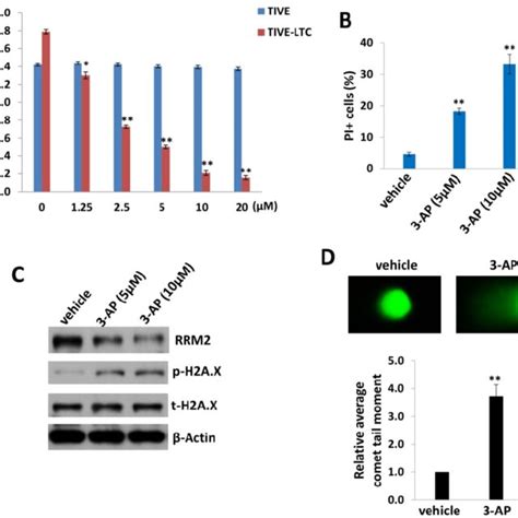 3 Ap Treatment Represses Kshv Infected Endothelial Cell Proliferation