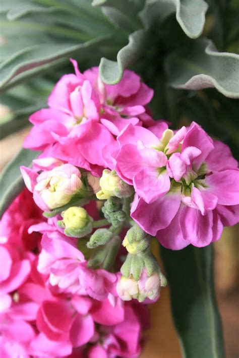 Pink tropiske blomster og grønne blade Stock foto Colourbox