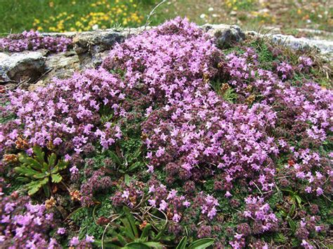 【イブキジャコウソウのまとめ！】増やし方や花言葉等7個のポイント！ 植物の育て方や豆知識をお伝えするサイト