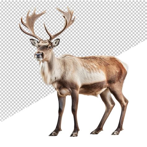 투명한 배경에 Psd 사 클리파트 프리미엄 Ai 생성 Psd