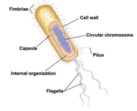 Chapter 13 Chapter 14 Bacteria And Archaea The Prokaryotes And Planet Bacteria Flashcards