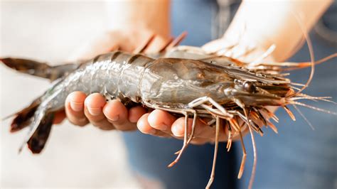 Super Prawns Of The Future JCU Australia