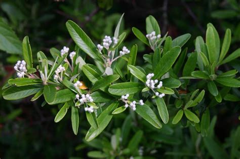 Flora Of New Zealand Weed Profile Pyracantha Angustifolia