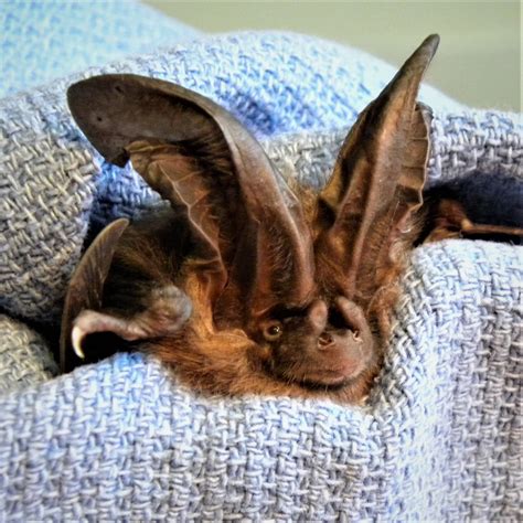 The Gentle Curious Townsends Big Eared Bat The Journal Of The San