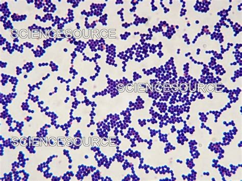 Staphylococcus Aureus Under A Microsco Stock Image Science Source Images
