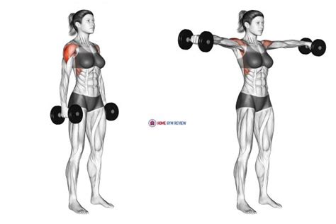 Dumbbell Seated Front Raise Female Home Gym Review