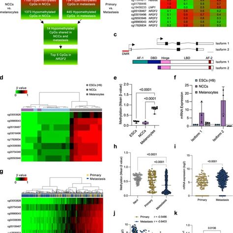Epigenetic Regulation Of Nr2f2 During Differentiation And Melanoma