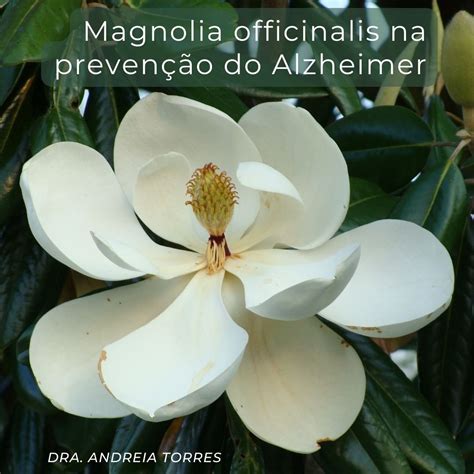 Magnolia officinalis na prevenção e tratamento do Alzheimer ANDREIA