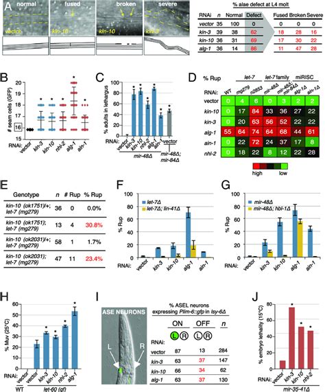 Ck2 Genetically Interacts With The Mirna Pathway A And B Ck2