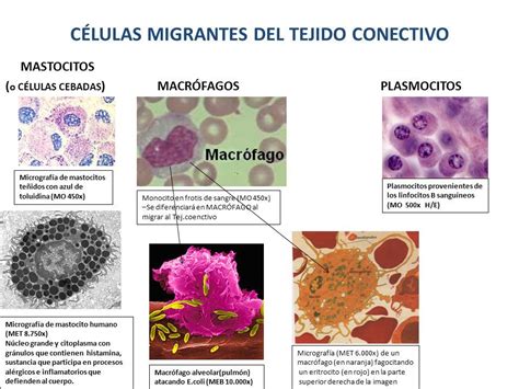 Resultado De Imagen Para Celulas Del Tejido Conectivo Fibroblastos Macrofagos Mastocitos