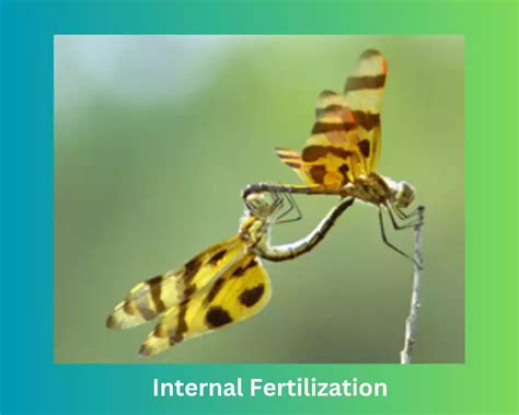 Difference Between External And Internal Fertilization Productive