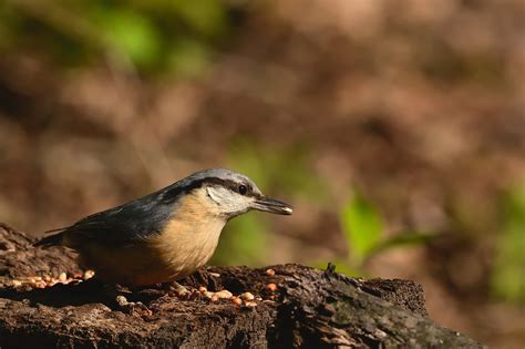 Bird Nuthatch Ornithology Free Photo On Pixabay Pixabay