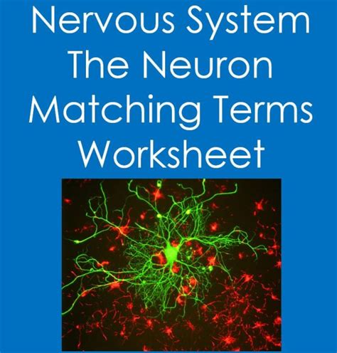 Nervous System The Neuron Matching Terms Anatomy Biology Ap Biology