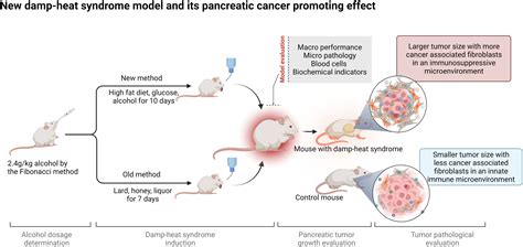 Frontiers A Mouse Model Of Damp Heat Syndrome In Traditional Chinese