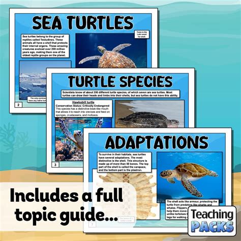 Turtles Teaching Pack Resources For Teachers