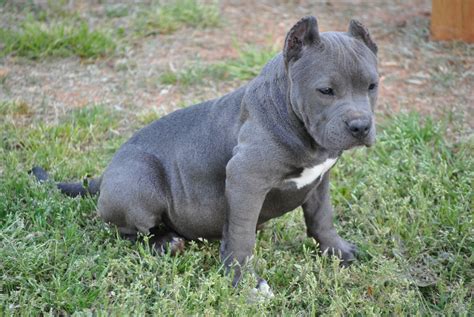 Perros Pitbull Blue Bebés Imagui