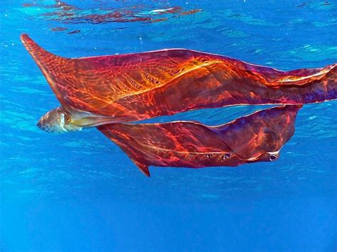 The Oceans Oddest Creatures And Why They Matter Wired