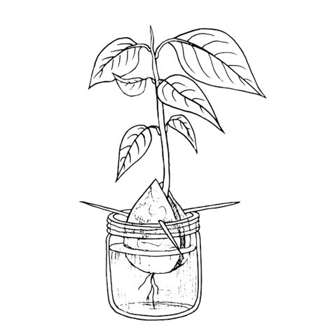 Premium Vector Vector Illustration Hand Drawn Avocado Seed In A Glass