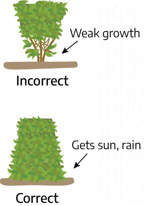 Chapter 14 Pruning Virginia Cooperative Extension Gardener Handbook