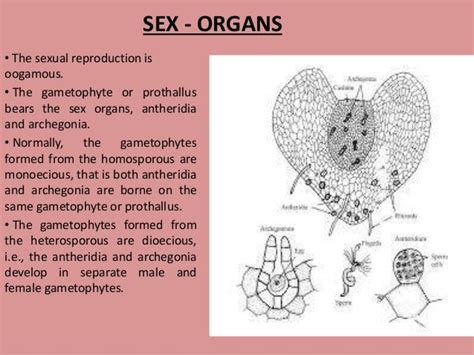 Pteridophyte Ppt