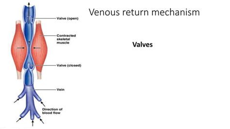 Venous Drainage Ppt