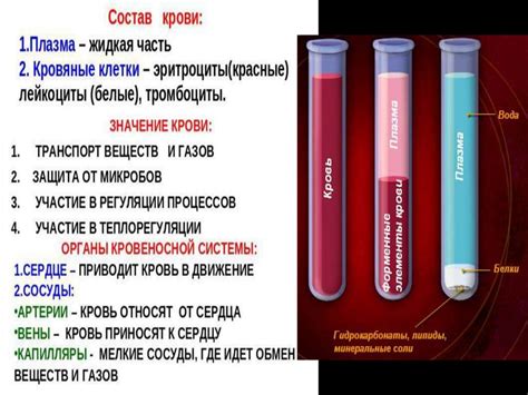 Кровь. Нервная система человека - презентация онлайн