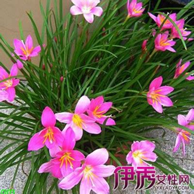 盆栽花卉图片及名称图小盆栽花卉图片及名称大全 推荐4大小盆栽植物 3 伊秀花草 yxlady