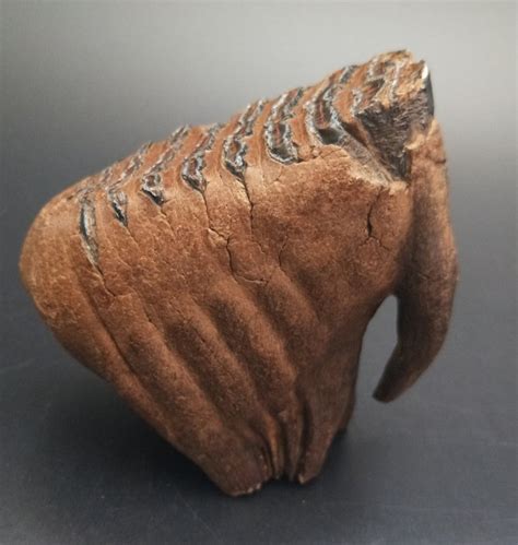 Woolly Mammoth Molar Mammuthus Primigenius Size 9 X 10 X 5 Cm