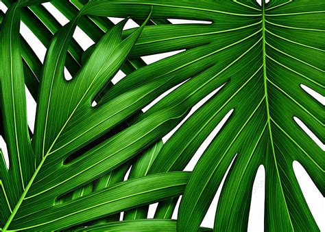 Vibrant Green Tropical Leaf Texture Background Banana Leaf Green
