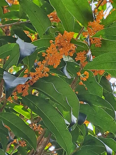 キンモクセイの花 ミーちゃんのブログ
